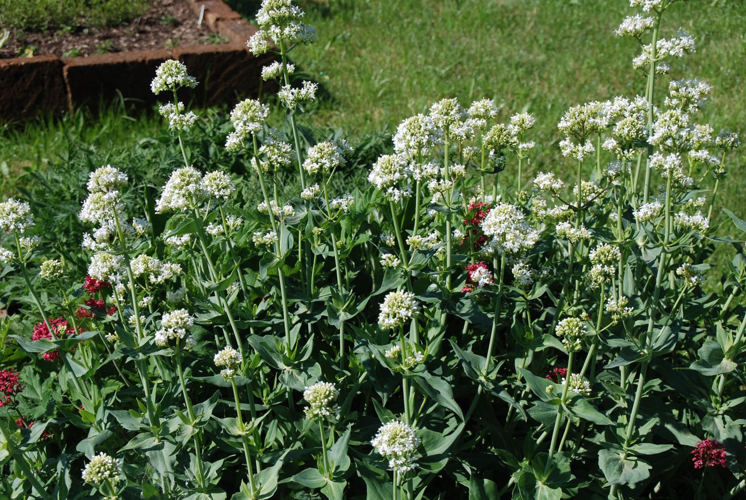 Centranthus ruber - Albus - Viridarium