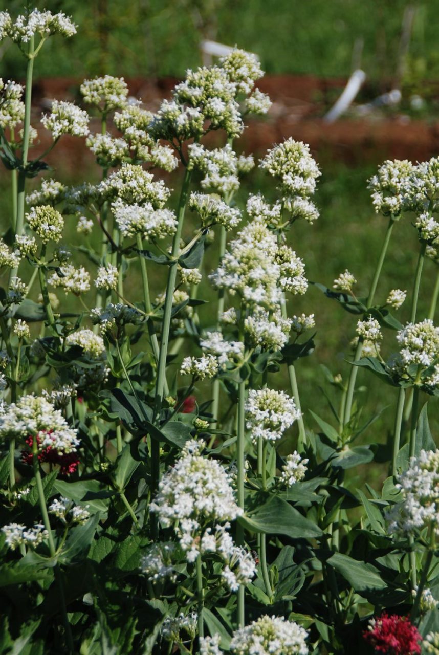 Centranthus ruber - Albus - Viridarium