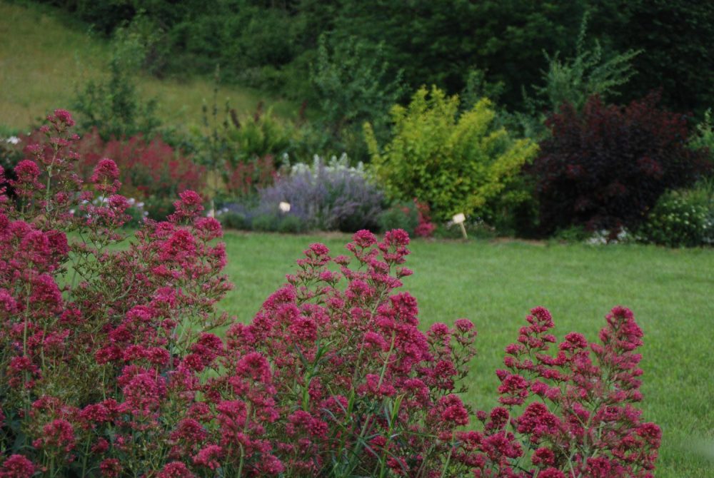 Centranthus ruber - Rosenrot - Viridarium