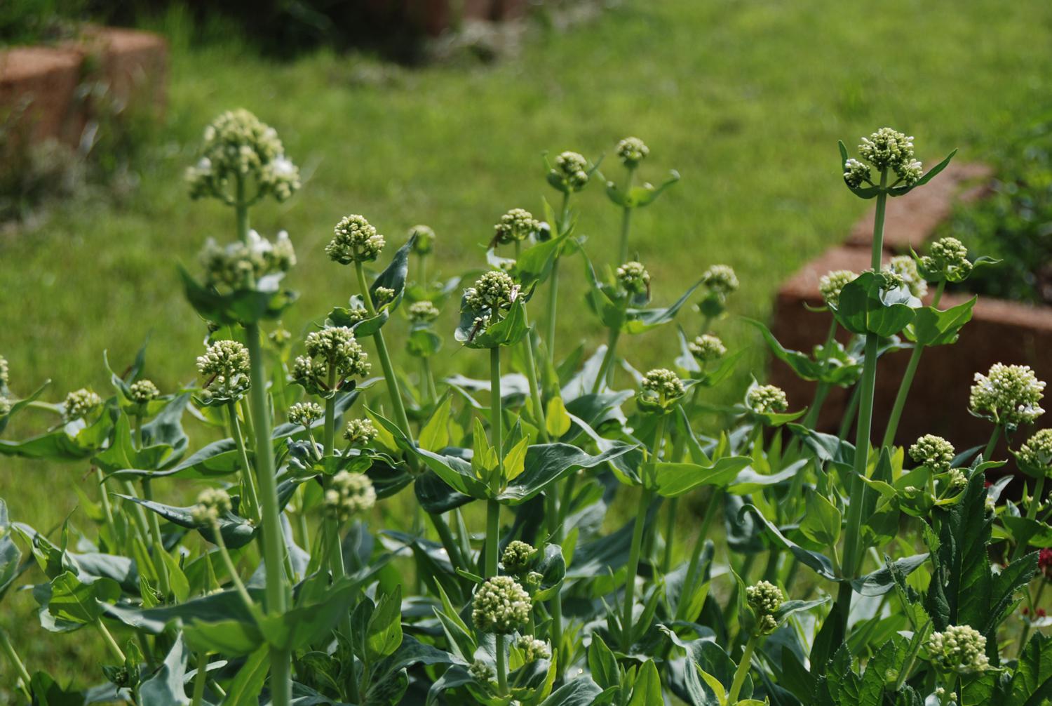 Centranthus ruber - Albus - Viridarium