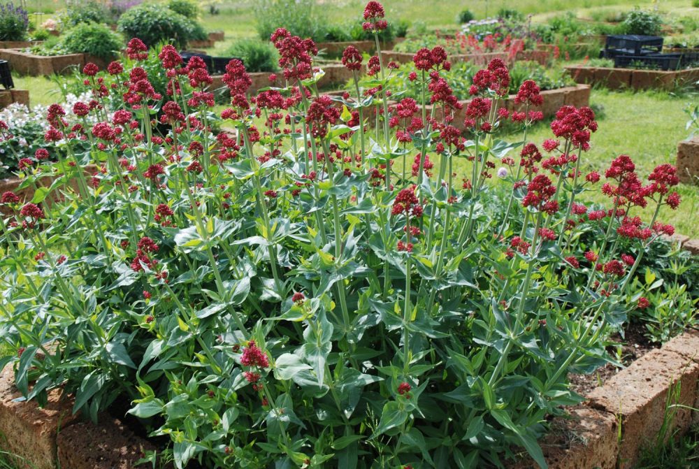 Centranthus ruber - Coccineus - Viridarium