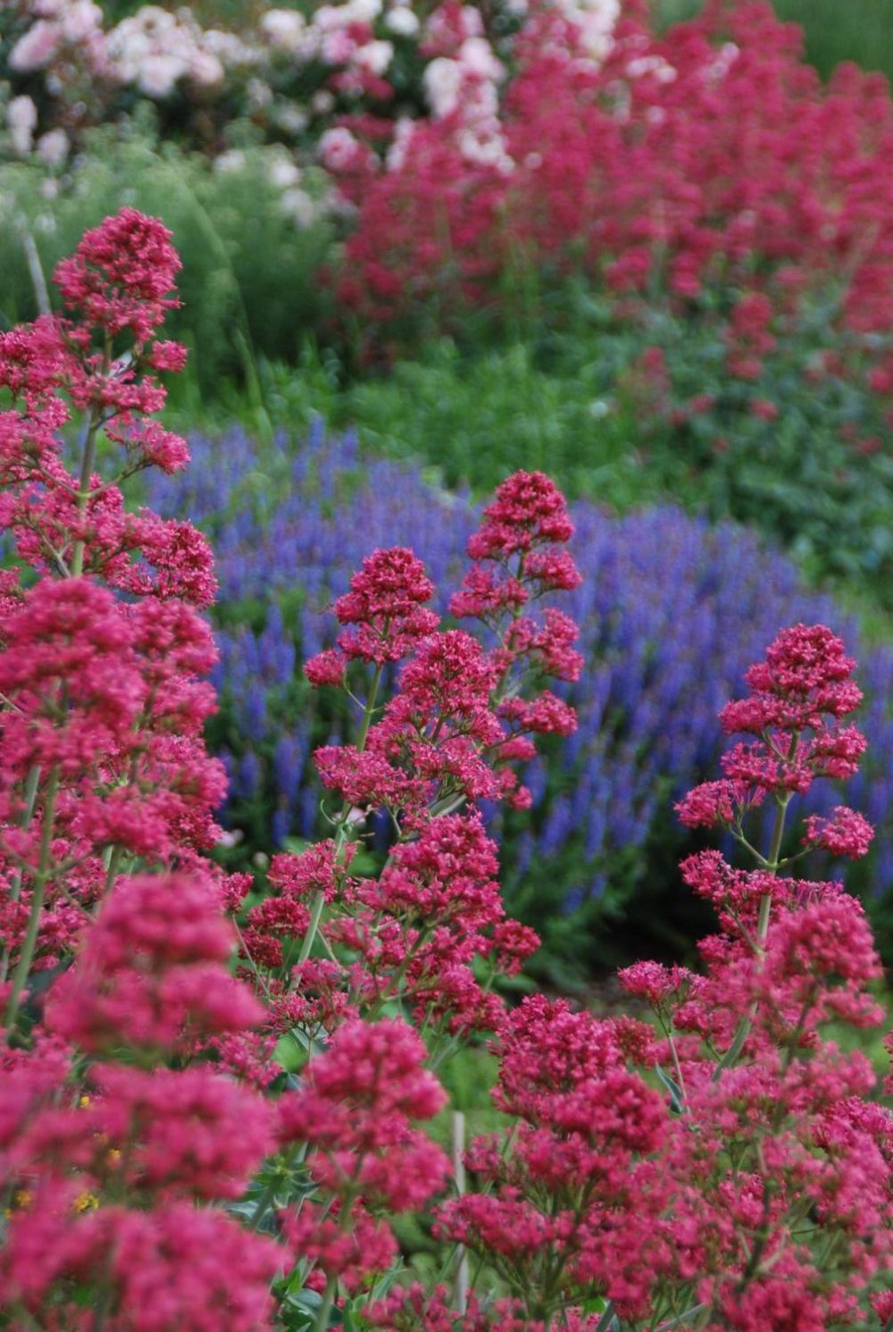 Centranthus ruber - Rosenrot - Viridarium