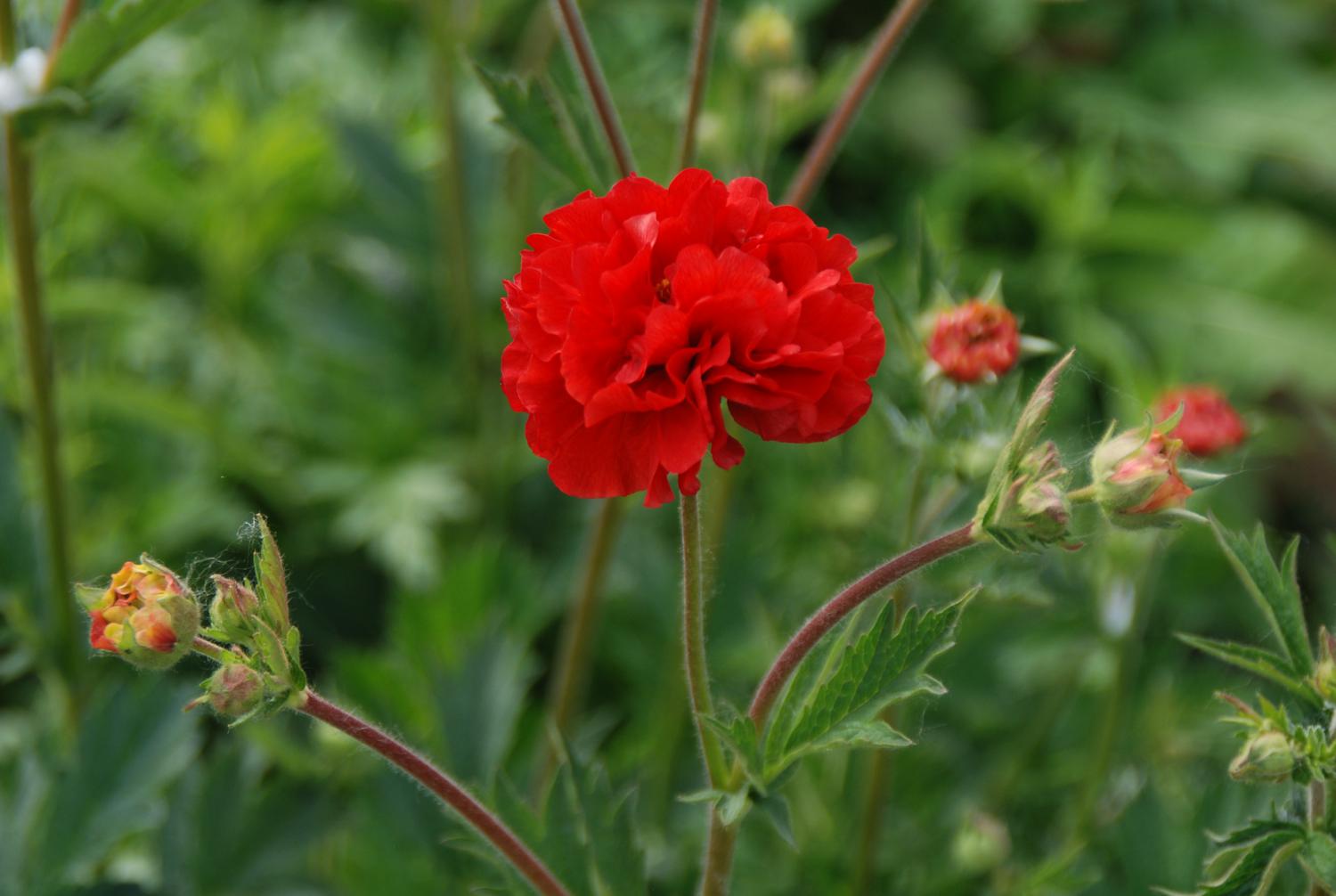 Geum hybride - Dark and Stormy - Viridarium