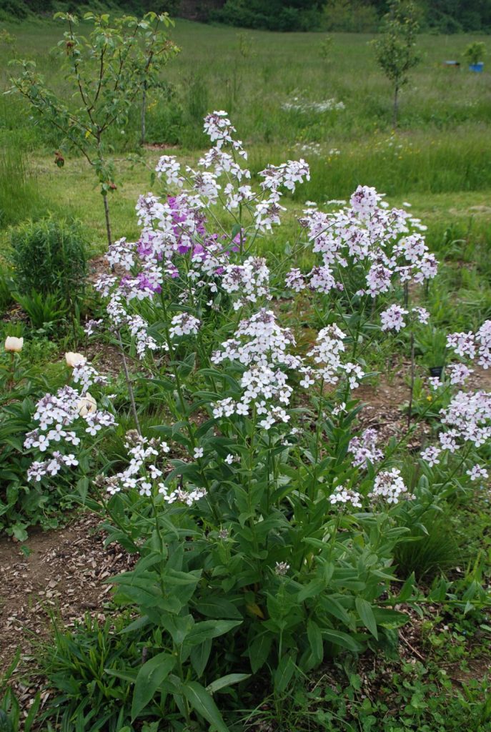 Hesperis matronalis - Alba - Viridarium