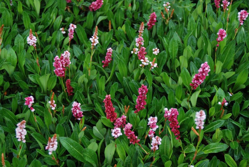 Persicaria affinis - Dimity/ Polygonum affine - Dimity - Viridarium