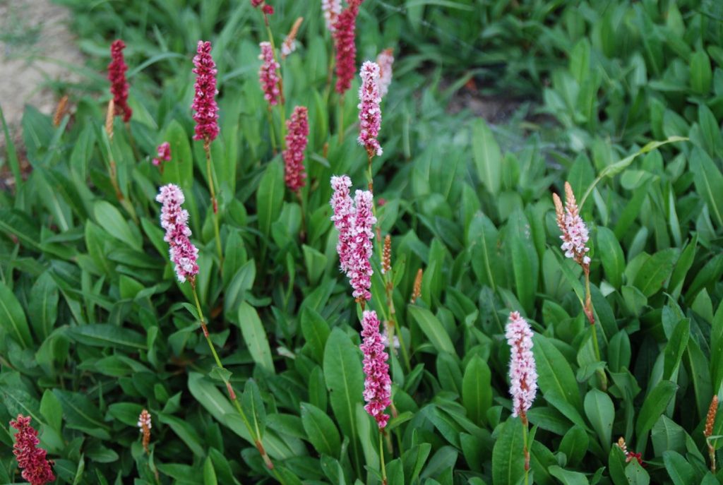 Persicaria affinis - Dimity/ Polygonum affine - Dimity - Viridarium