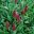 Persicaria affinis - Dimity/ Polygonum affine - Dimity - Viridarium