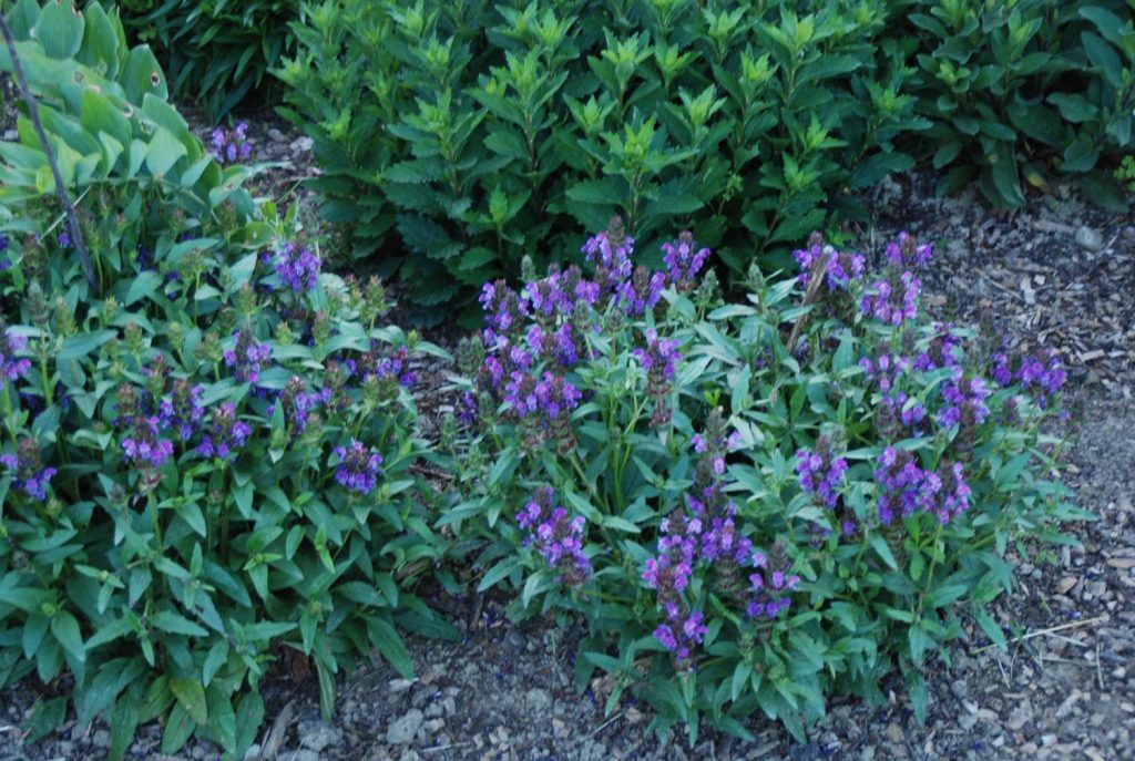 Prunella grandiflora - Viridarium