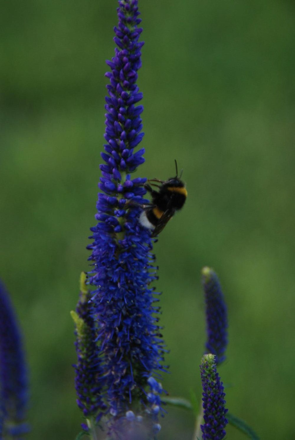 Veronica longifolia - Viridariensis - Viridarium