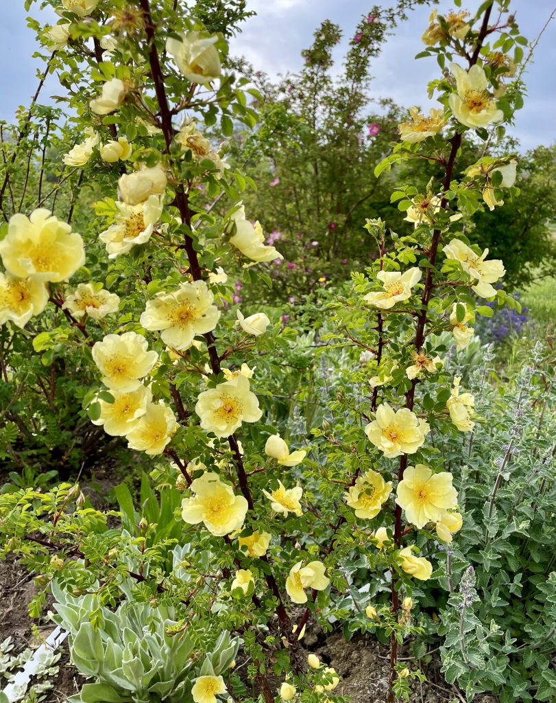 Corso di potatura - lezione estiva rose, arbusti e rampicanti - giugno ...